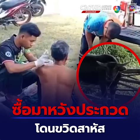 Ch7hd News ลุงวัย 66 ปี ซื้อ ควาย มาเลี้ยง
