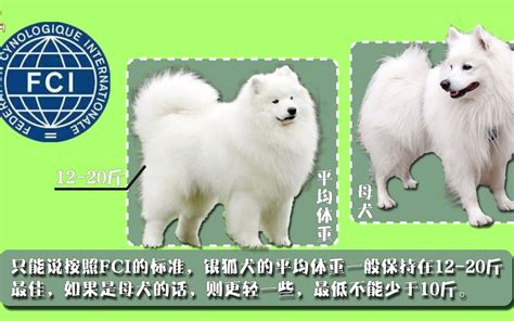 银狐犬最大能长多大 哔哩哔哩