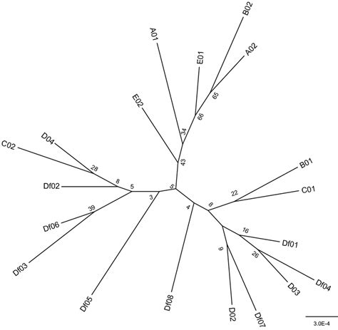 Maximum Likelihood ML Tree Based On The Alignment Read Includes SNPs Download Scientific