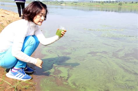 8월 4일 낙동강 합천창녕보 상류 우곡교의 녹조 한은 오마이포토