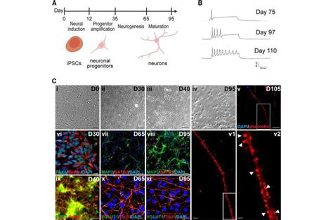 Treatments That Maintain The Health Of Synapses May Help Prevent Mitigate The Symptoms Of Prion