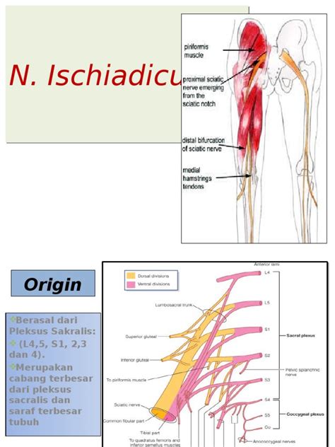 N Ischiadicus Pdf