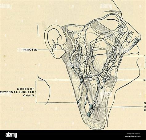 Anatomy Descriptive And Applied Anatomy Fig 556 —general Arrangen 1 Of The Head And Neck
