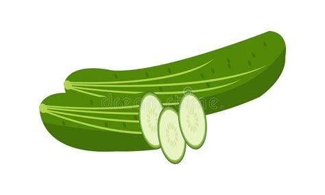 Cucumber Vector And Illustration Editorial Stock Image Illustration Of Isolated Cucumber