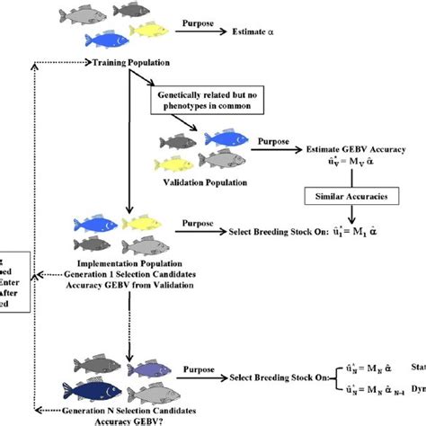 Pdf Implementation And Accuracy Of Genomic Selection