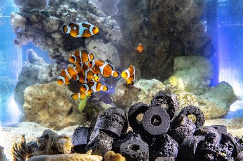 環保又減碳！農業廢棄物變身「生物炭」淨水資材，魚缸換水頻率少－esg永續台灣