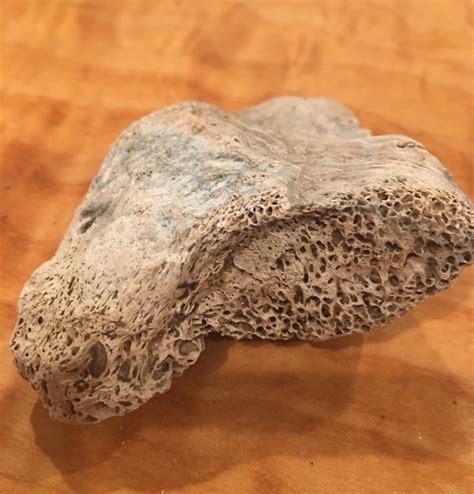 Fossilized Bone Fossil Id The Fossil Forum