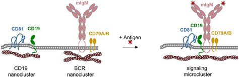 Regulation Of Antigen Receptor Signaling In B Cells By Tetraspanin