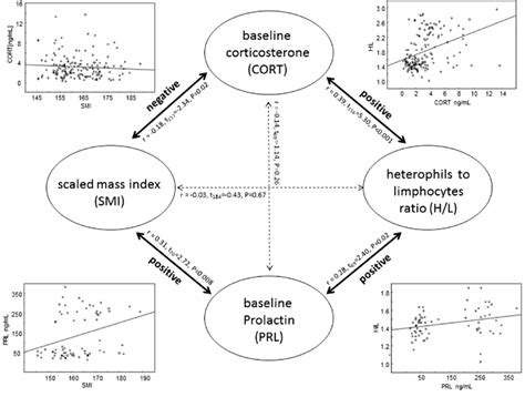 Relationships Between Particular Body Condition Variables In The Little