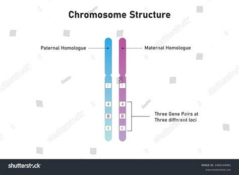 Duplicated Chromosome Structure Scientific Design Vector Stock Vector Royalty Free 2460144981