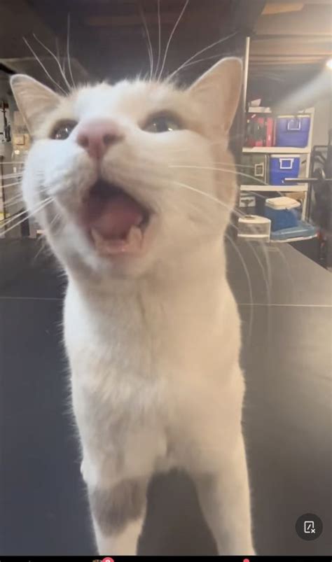 Bleh Cat 😮 Funny Cute Cats Stupid Cat Silly Cats