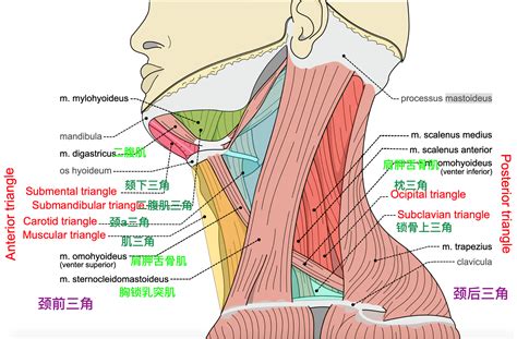 胸锁乳突肌三角 图库 五毛网