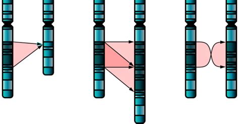 Chromosomal Mutation Definition Archives Pediaacom