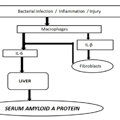 Positive And Negative Acute Phase Proteins Download Table