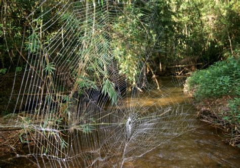 This Tiny Madagascar Spider Creates Silk Ten Times Tougher Than Kevlar