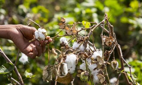 How Is Cotton Made Into Fabric The Creative Curator