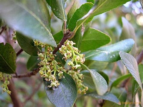 Fillirea Piante Da Giardino Fillirea In Giardino