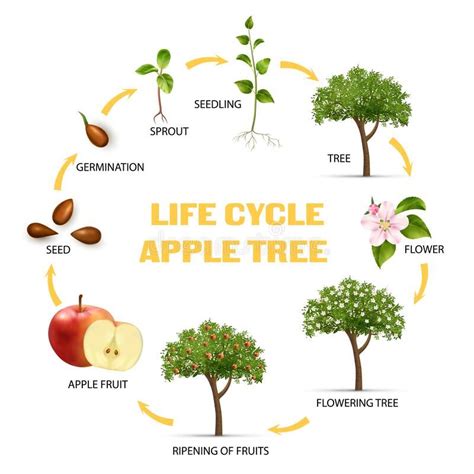 Apple Life Cycle Infographic Set Apple Tree Life Cycle Infographic Set