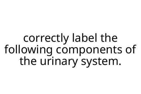 Correctly Label The Following Components Of The Urinary System Your Curl Solutions
