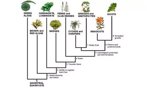 How Plants Evolved From Water To Land Found