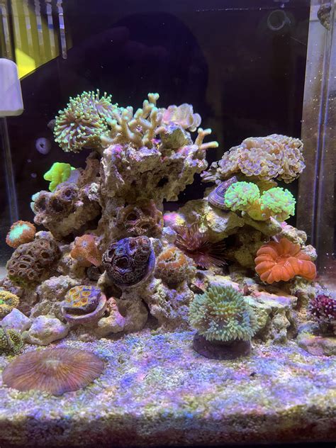 Why Nano Or Pico Reef Are Not Popular R Aquariums