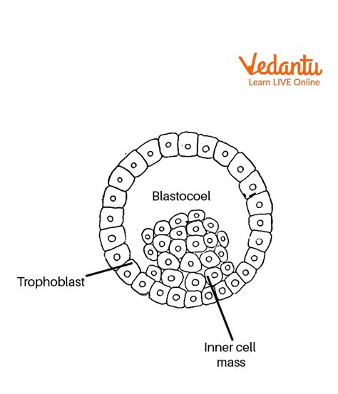 Transverse Section Of Blastula Class 12 Biology 2025 26