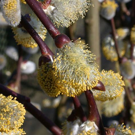 Salix Caprea Kilmarnock Houtmeyers Plantencentrum En Boomkwekerij