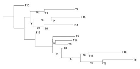 Common Ancestry And Nested Hierarchy Peaceful Science