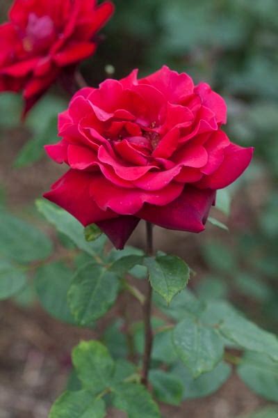 Secret Rose Bush