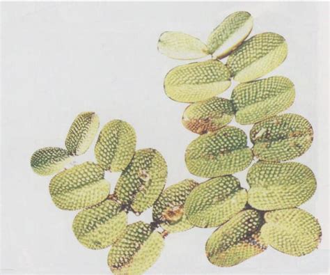 蜈蚣萍 中药学 医学