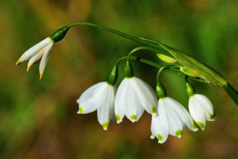 2000 Free Snowdrop And Nature Photos Pixabay
