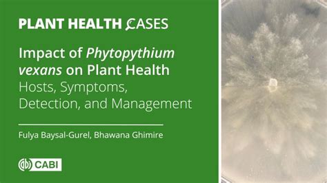 Cabi Research Insights On Linkedin Phytopythium Vexans Is A Waterborne Oomycete That Infects