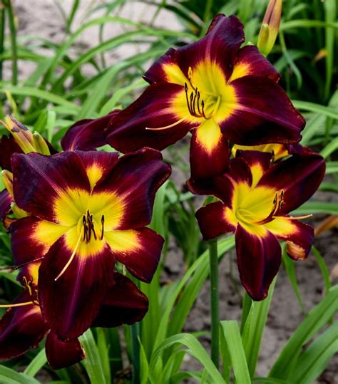 Hemerocallis Rainbow Rhythm® Persian Ruby Daylily From Dietrich Gardens