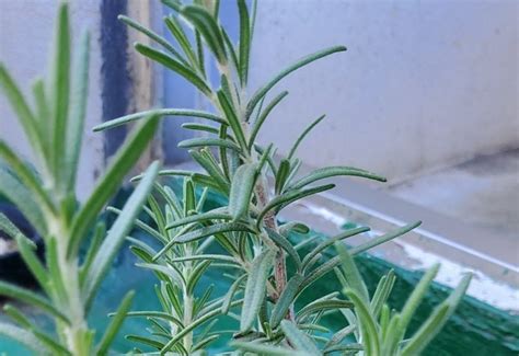 🌱씨앗발아 로즈마리 외목대로 가꾸기 뉴스트림