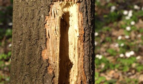 Should You Fill Holes Or Cavities In A Tree Independent Tree