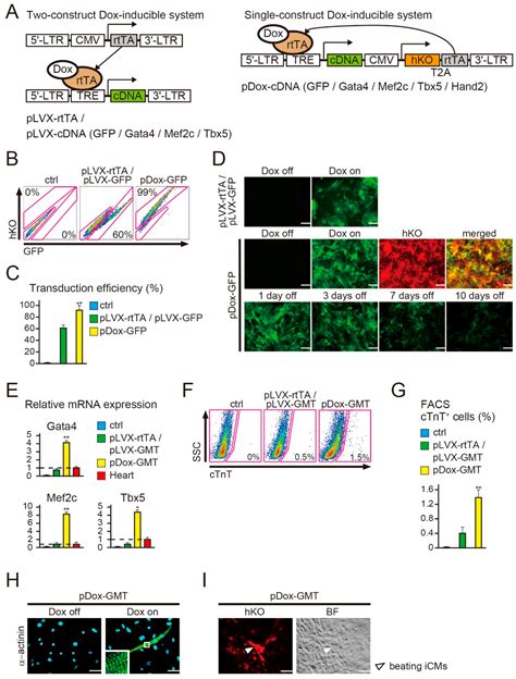Single Construct Polycistronic Doxycycline Inducible Vectors Improve