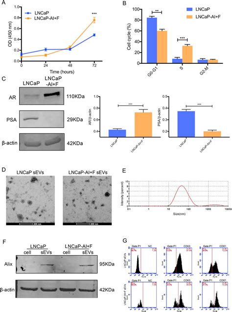 Characterization Of Lncap And Lncap Ai þ F Cells And Sevs A Cck 8