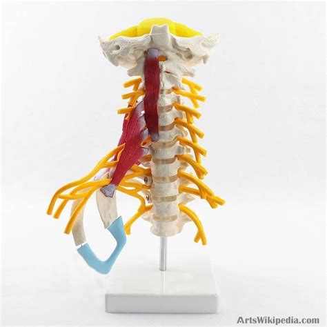 11 Life Size Cervical Vertebrae Vertebral Body Cervical Spine Nerve Model Human Anatomy Spinal