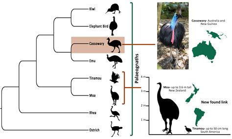Cassowary Skeleton