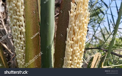 Female Date Palm Flowers Photos Images Pictures Shutterstock