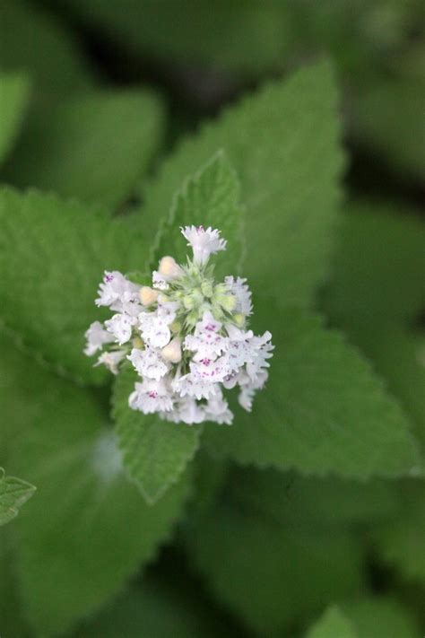 Close Up Of Catnip Flowers With Purple Markings Free Stock Photo FreeImages