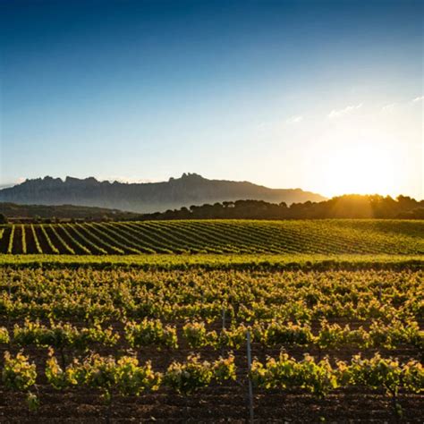 Las 10 Bodegas Más Antiguas De España De Codorníu Al Marqués De