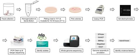 Laboratory Isolation And Identification At Elizabeth Thibeault Blog