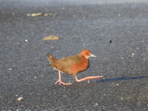ヒクイナ 2018 06 23 日本の野鳥識別図鑑