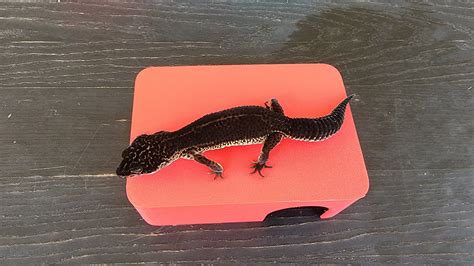Strawberry Red Leopard Gecko Dry Hide Geeky Gecko Creations