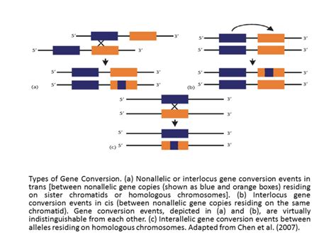 Types Of Gene Conversion At Charles Zeigler Blog