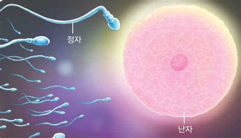 3 Ⅳ 2 1 정자와 난자의 수정 과정 네이버 블로그