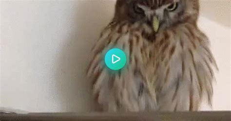 Haaaaaaa Choooo  On Imgur