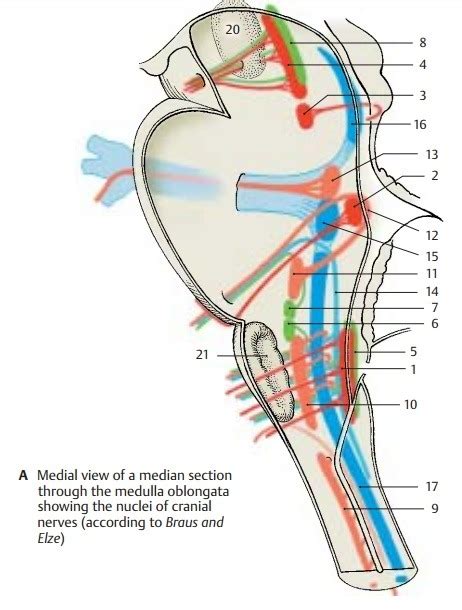 Diagram Of Schematic Cranial Nerve Nuclei Saggital View Quizlet