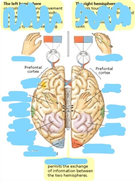 Ap Psychology Unit 2 Diagram Quizlet